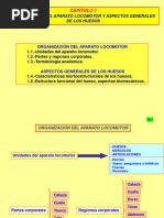 Guía de Reparos Anatómicos Óseos | PDF