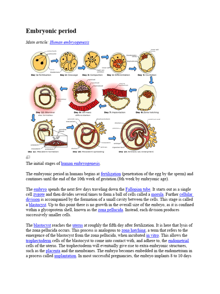 Human Embryogenesis Stages Explained | PDF | Embryo | Fetus