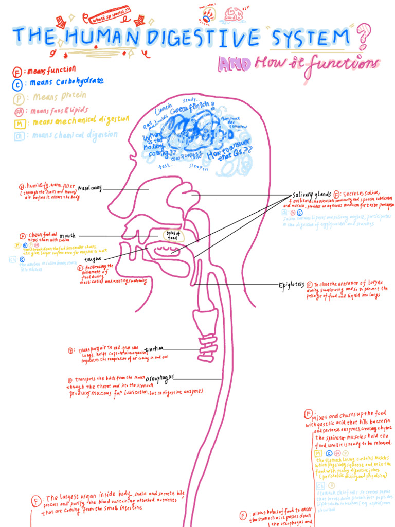 Emily Digestive System Mindmap Pdf Pancreas Digestion