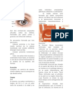 Anatomía de la región superciliar | PDF | Anatomía humana | Cabeza y ...