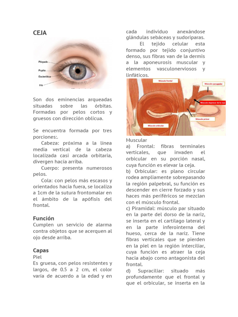 Anatomía de la Ceja y sus Estructuras | PDF | Anatomía humana | Anatomía
