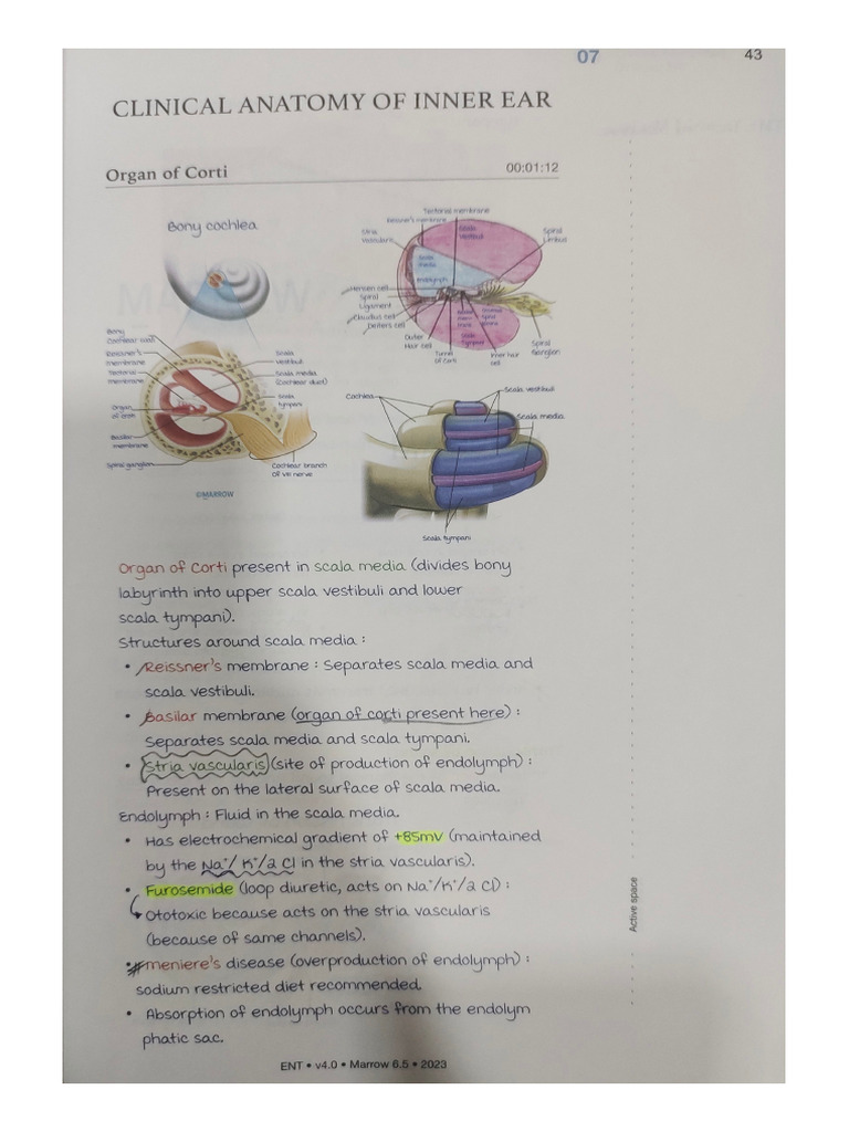clinical anatomy of inner ear + nerve supply | PDF