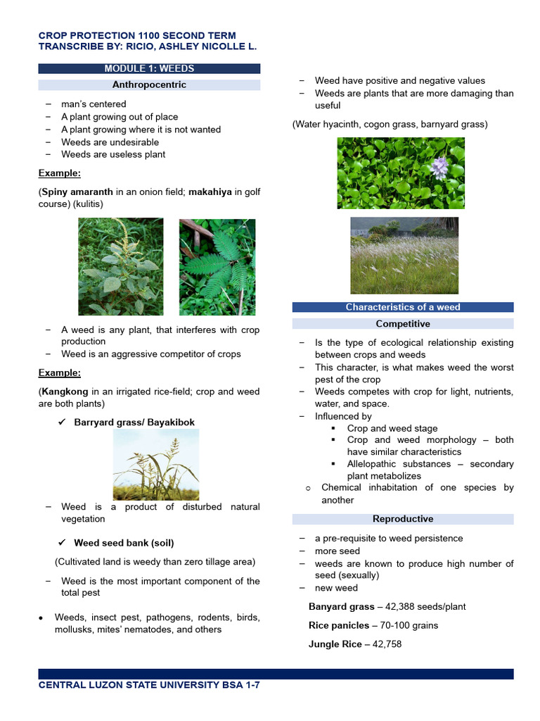 Weeds Midterms | PDF | Weed | Seed