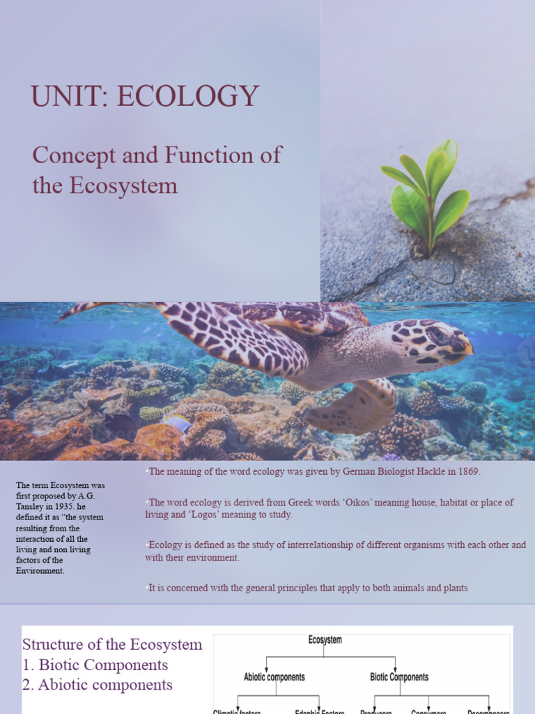 3 Ecosystem Pdf Wetland Food Web