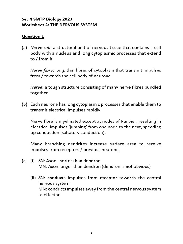 Ans04 NervousSystem | PDF | Axon | Neuron