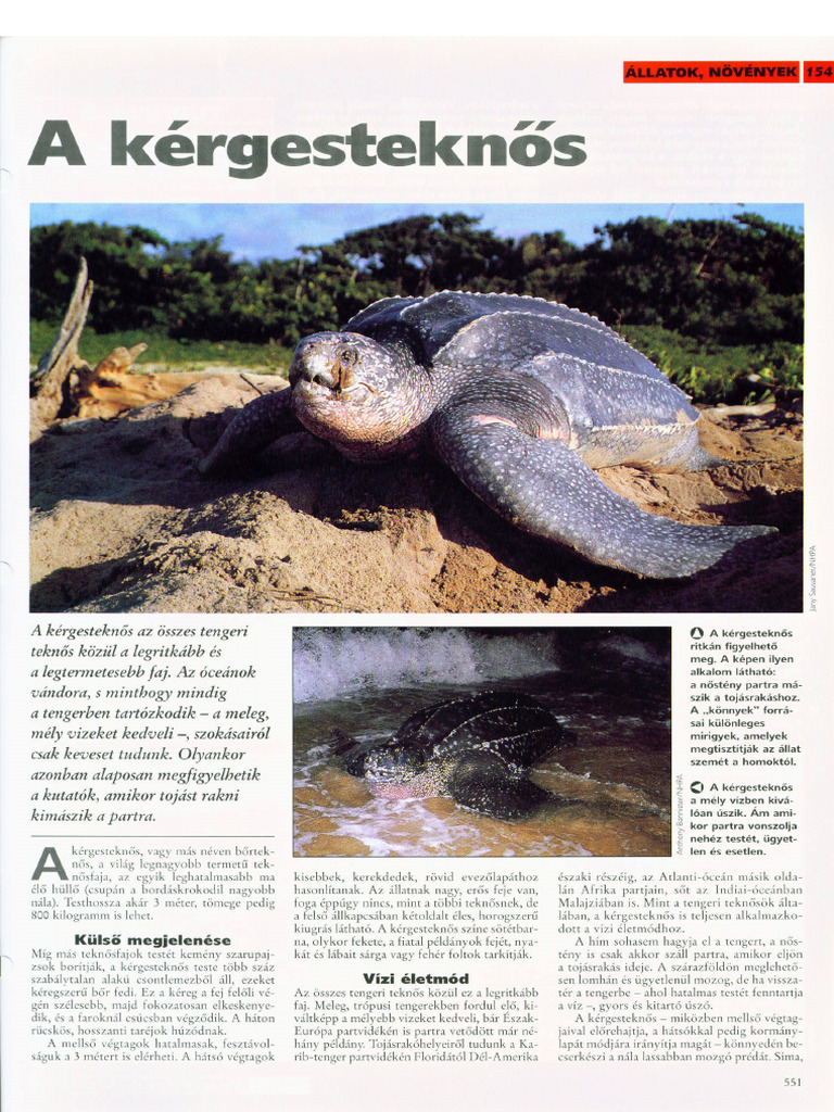 0551 A Kérgesteknős - 0600 | PDF