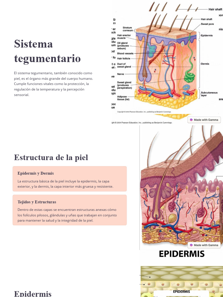 Sistema Tegumentario | Descargar gratis PDF | Piel | Epidermis