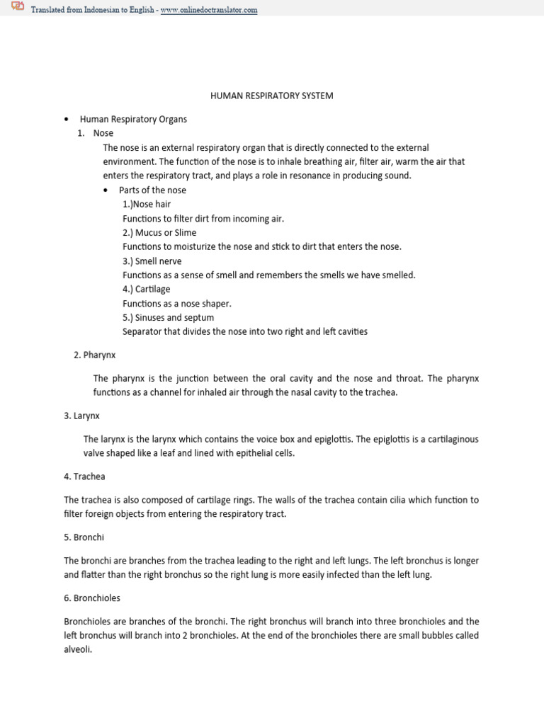 Human Respiratory System Guide | PDF | Respiratory Tract | Lung