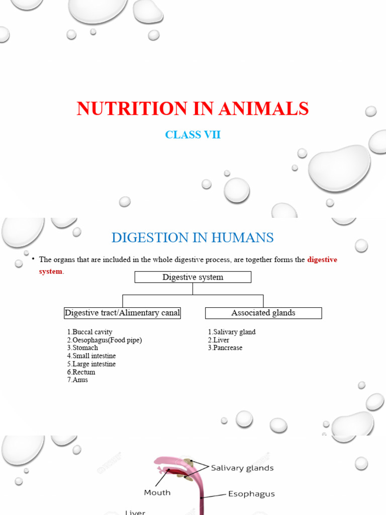 07ch02 PPT Notes - Anil K | PDF | Digestion | Human Digestive System