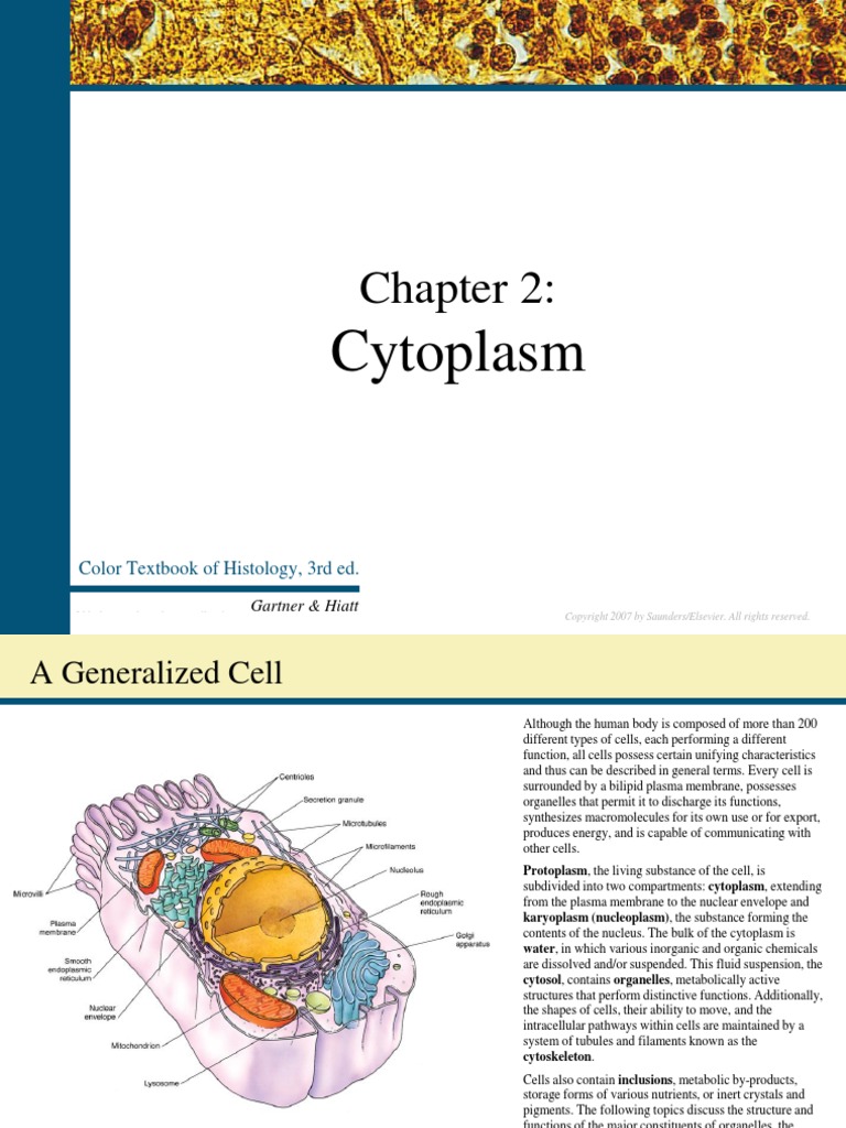 Cytoplasm: Color Textbook of Histology, 3rd Ed | PDF | Vesicle (Biology ...