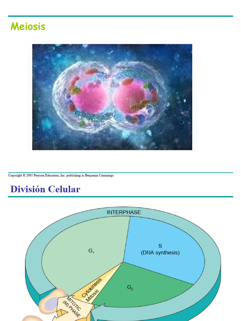 Meiosis | PDF | Meiosis | Mitosis