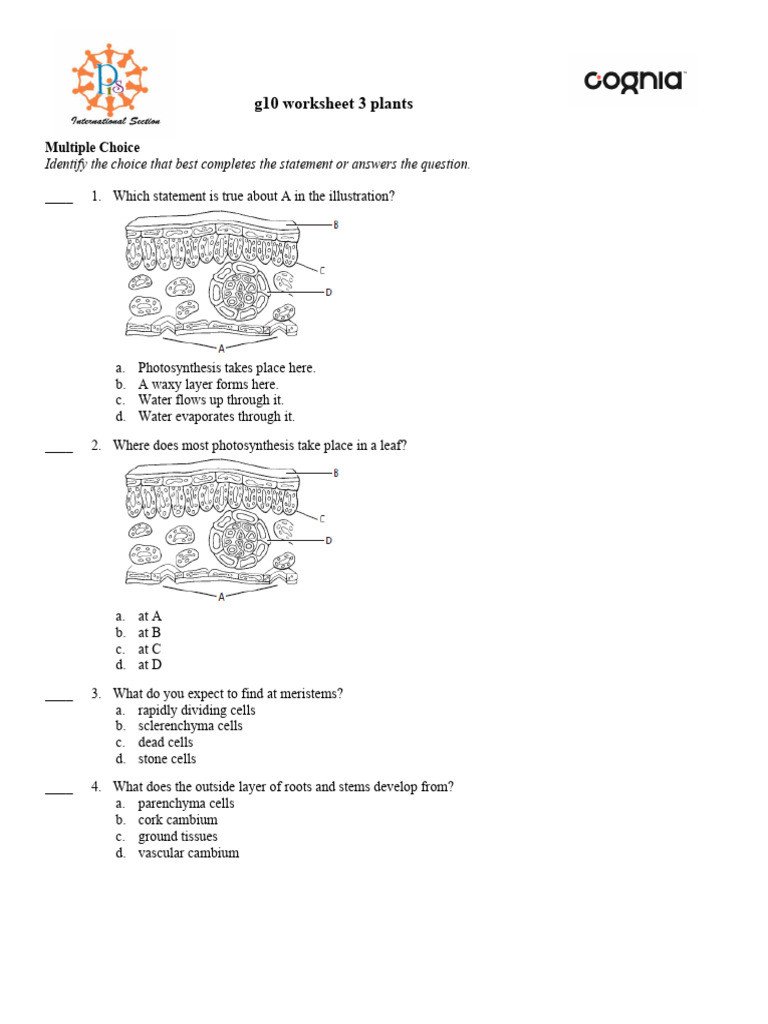 g10 Worksheet 3 Plants | PDF | Plant Stem | Leaf