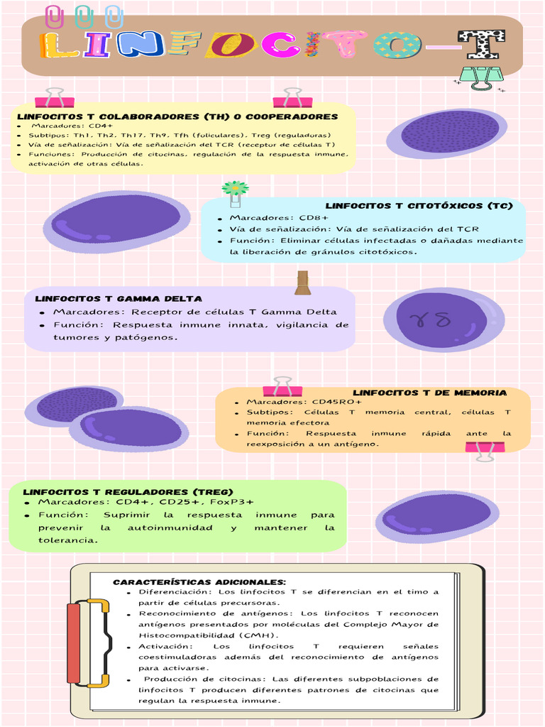 Linfocitos T Colaboradores Th O Cooperadores PDF