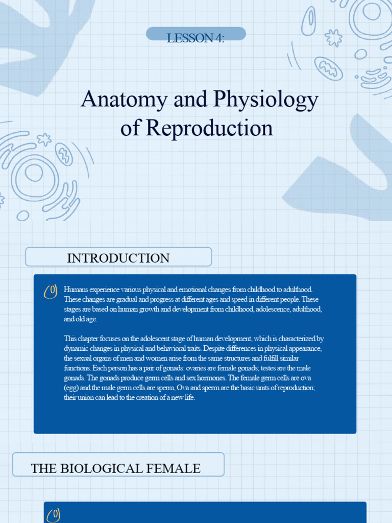 LESSON-4 Anatomy and Physiology of Reproduction | PDF | Menstrual Cycle ...