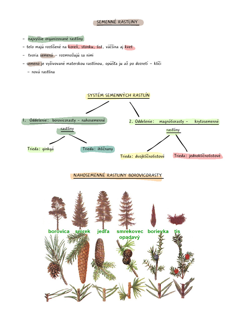 Semenné Rastliny - Najvyššie Organizované Rastliny - Telo Majú ...