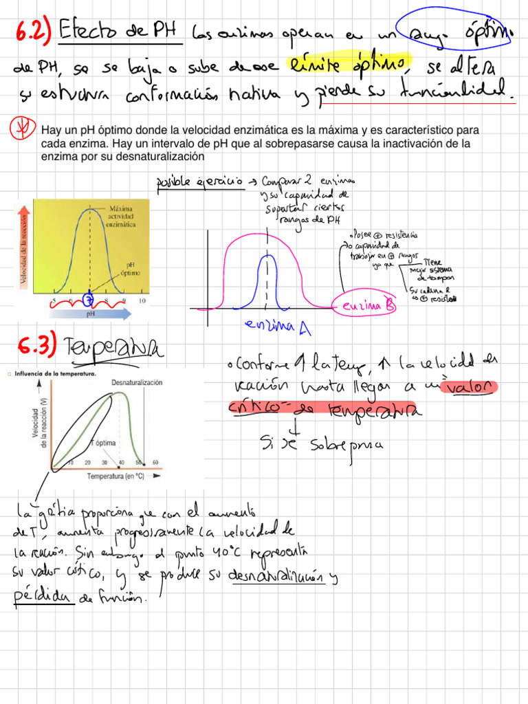 Enzimas y Biotec | PDF | Enzima | Bioquímica