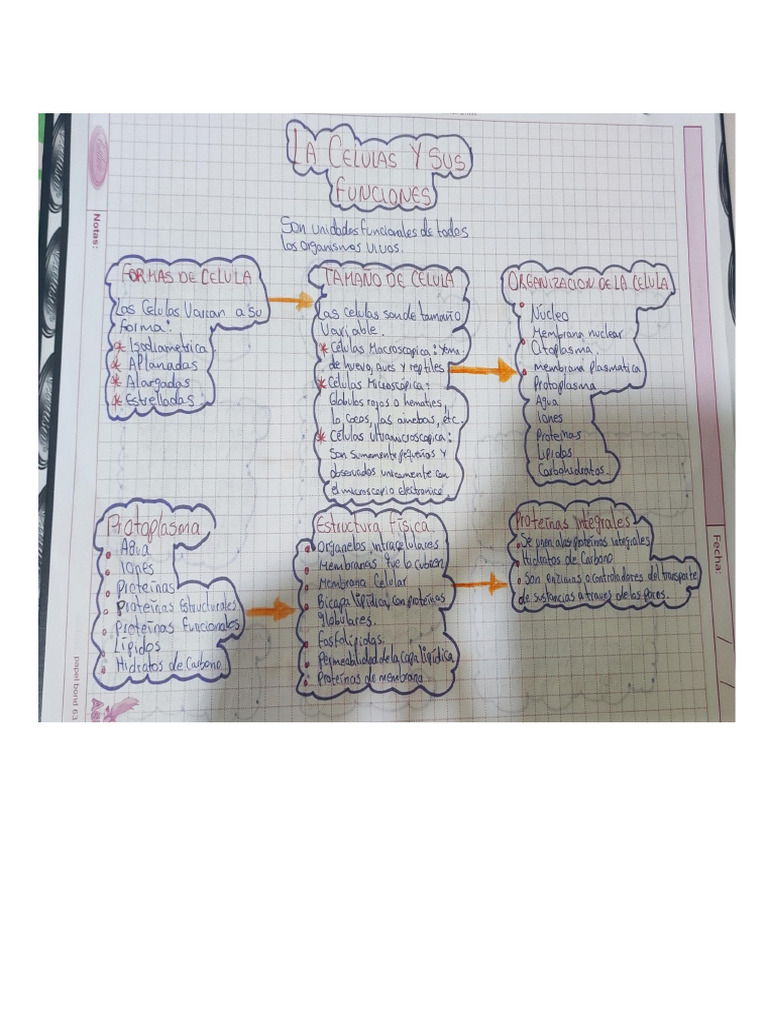 Celulas | PDF