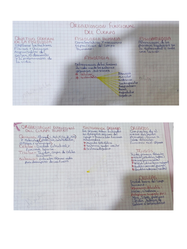 Estructura Funcional | PDF