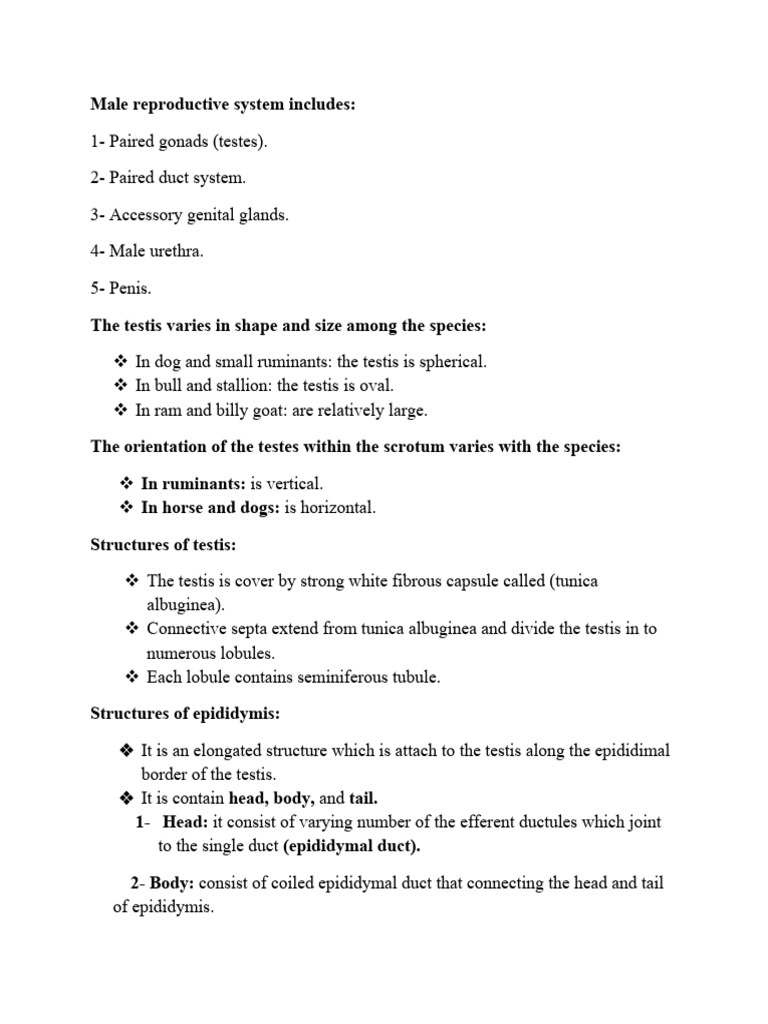 Male Reproductive System | PDF | Testicle | Animal Anatomy