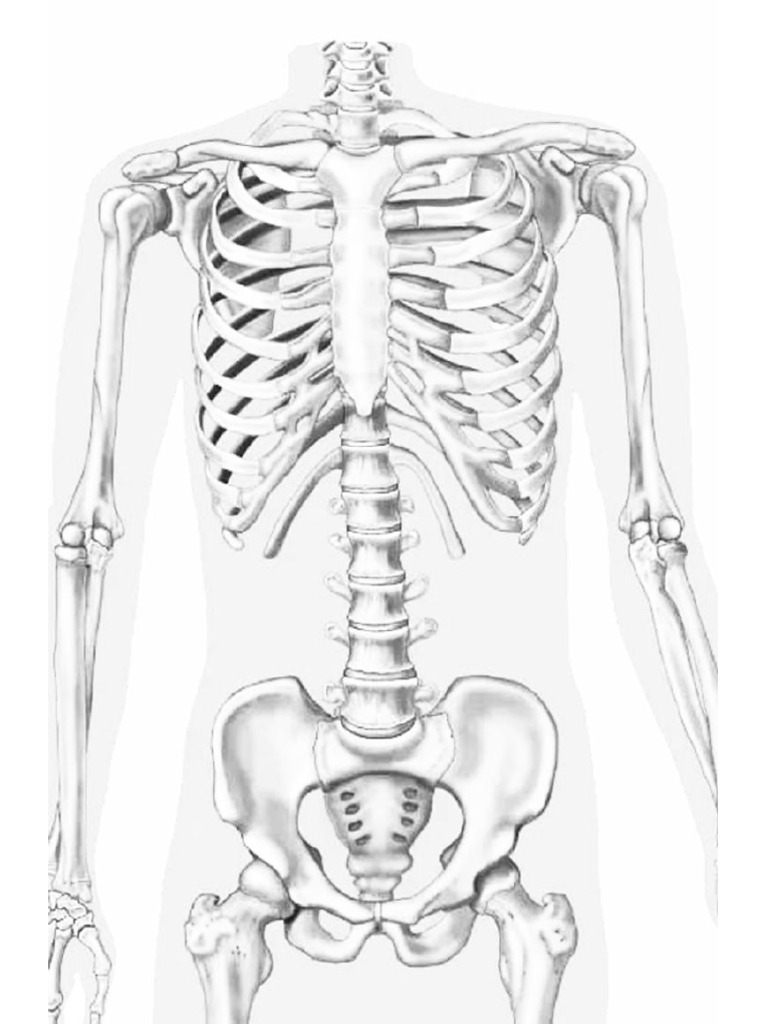 Skeleton | PDF