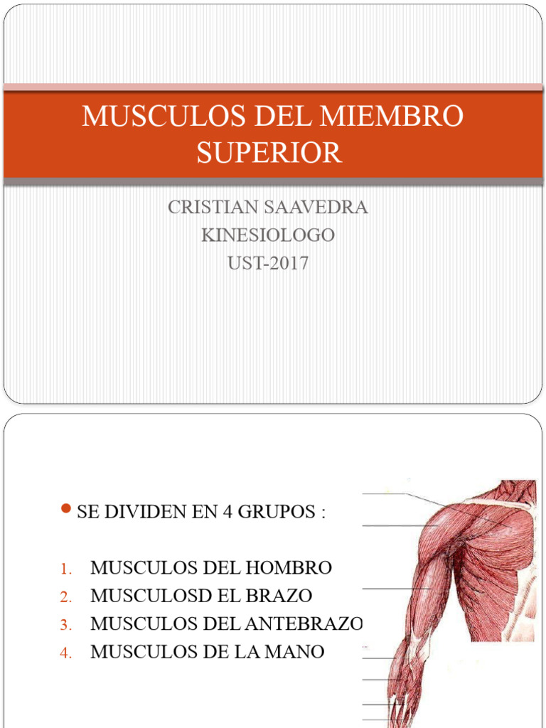 Anatomía de los Músculos del Miembro Superior | PDF | Hombro ...