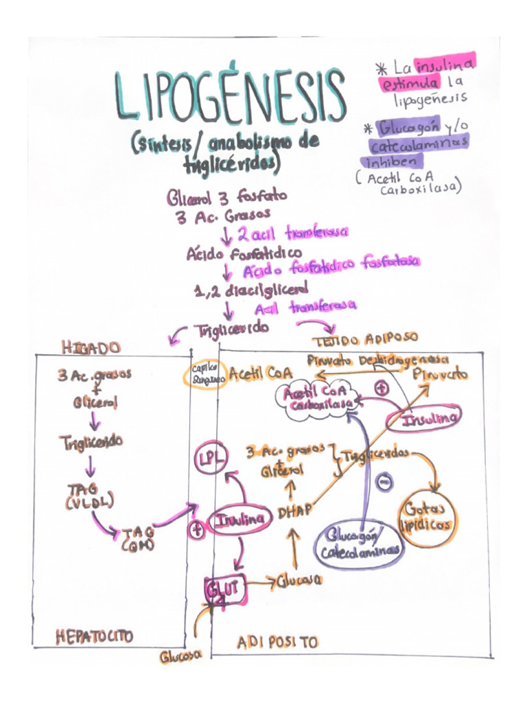LIPOGÉNESIS | PDF