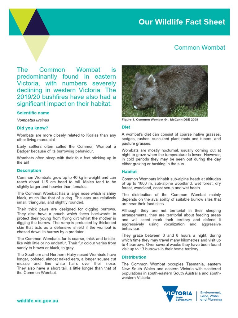 Common Wombat - Fact Sheet April 2020 | PDF
