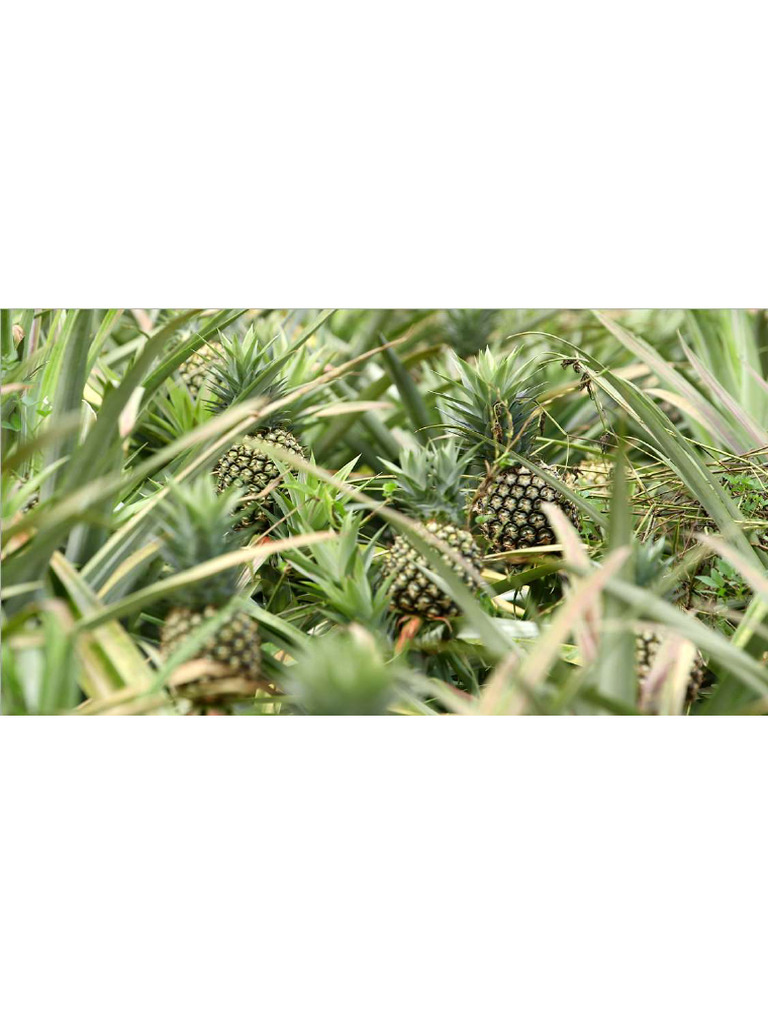 Pinya | PDF