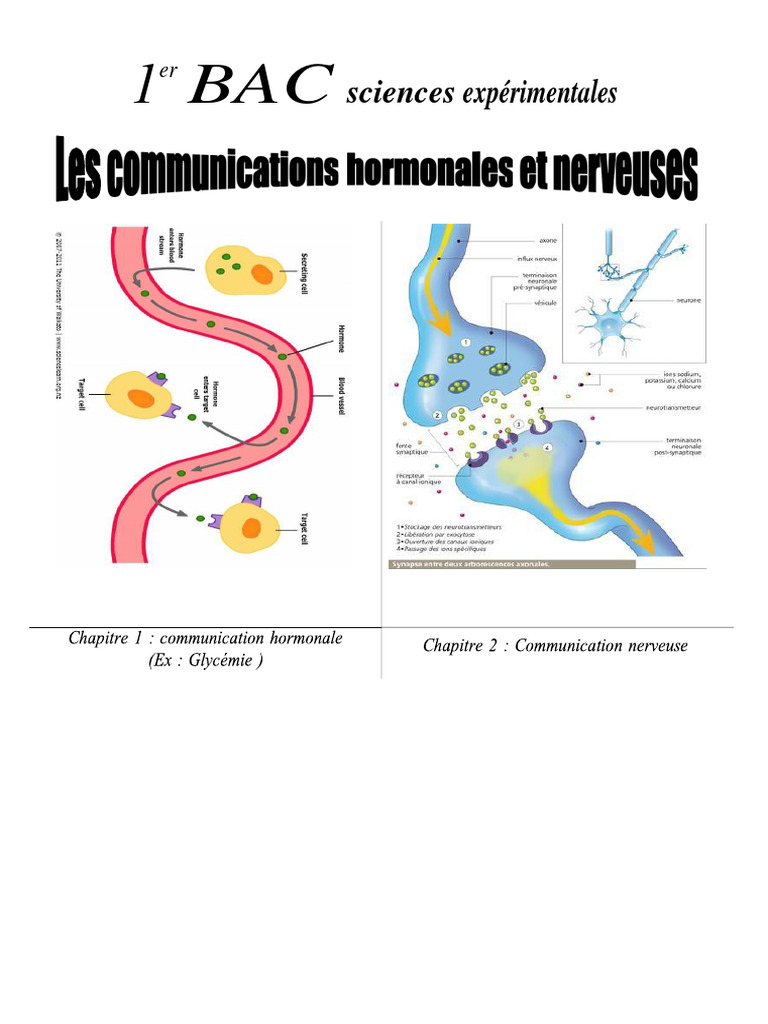 Communication hormonale et glycémie | PDF | Insuline | Hypoglycémie