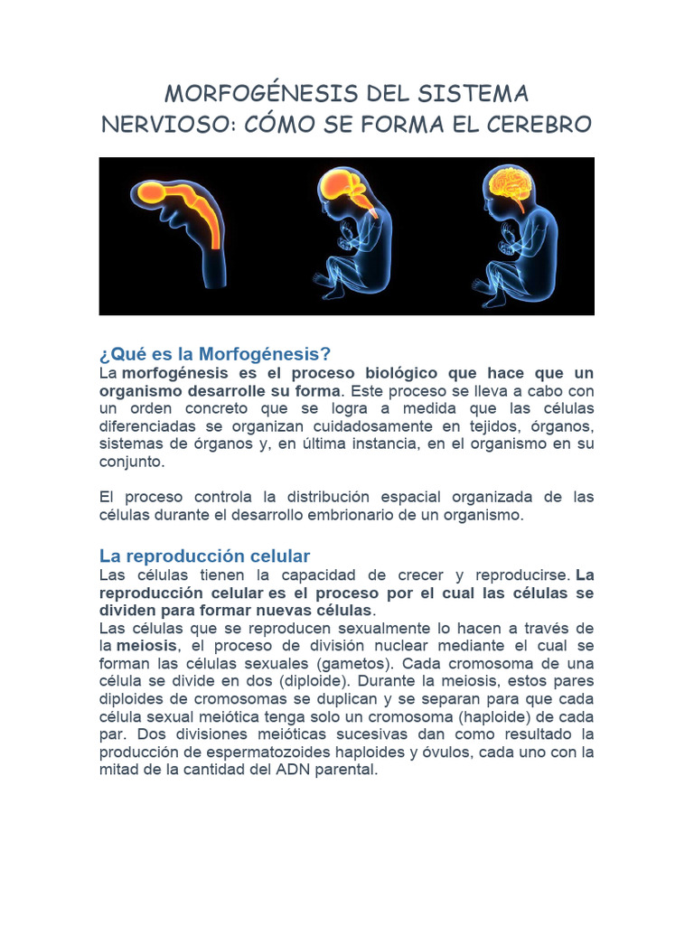 Morfogénesis del Sistema Nervioso | PDF | Mitosis | Reproducción