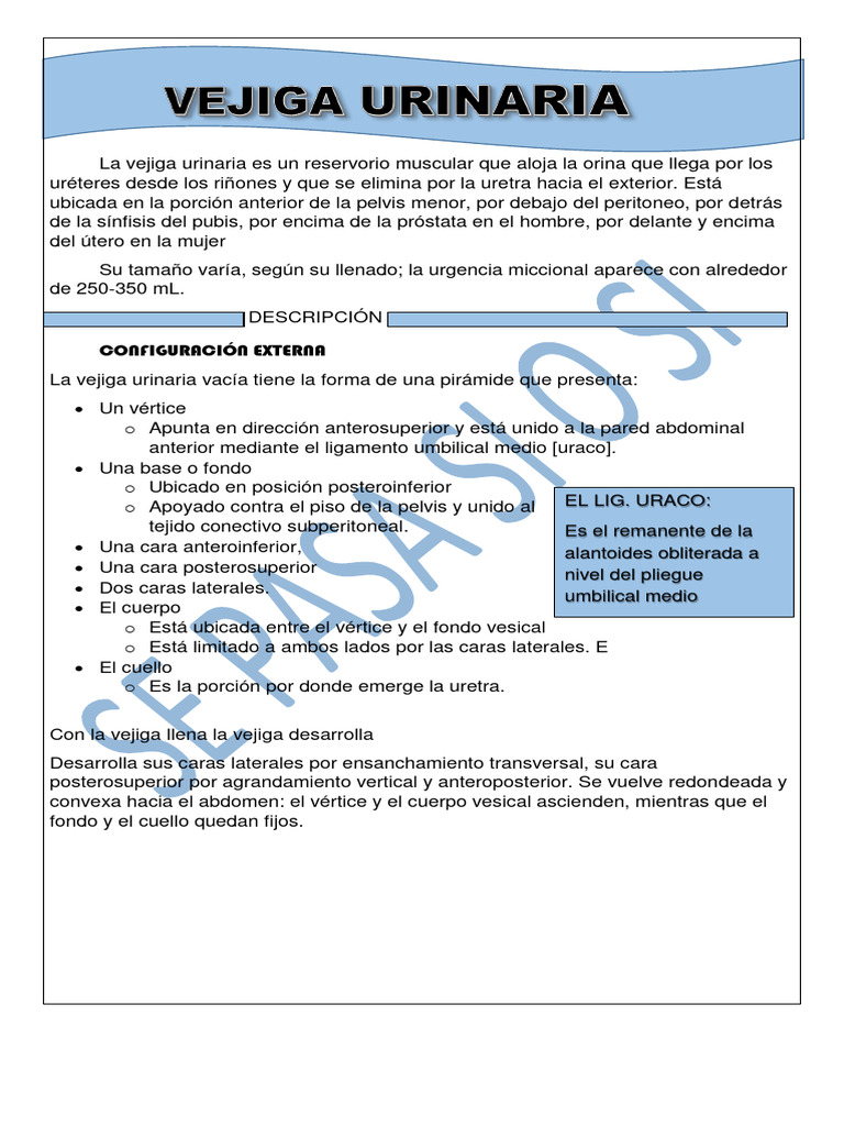 Anatomía de la Vejiga Urinaria Femenina | PDF | Anatomía | Sistema urinario