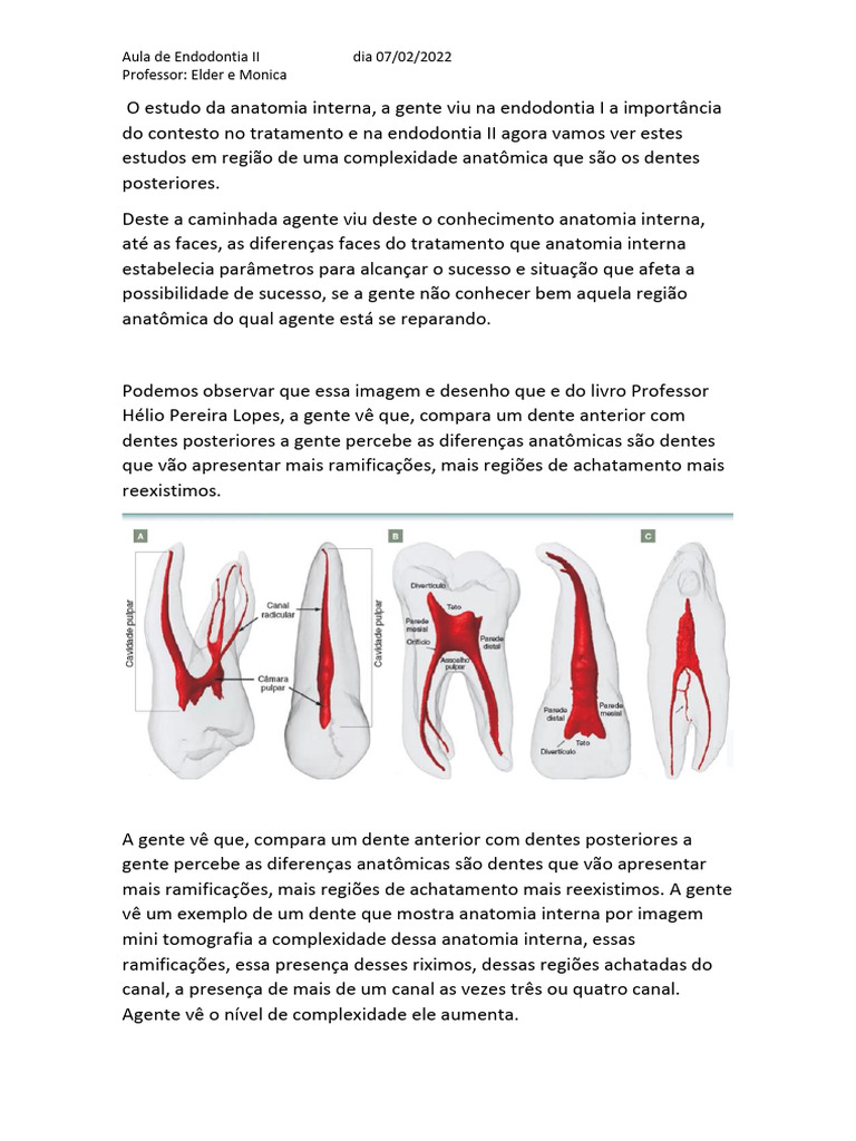 O Estudo Da Anatomia Interna Endodontia II | PDF | Dente humano | Anatomia