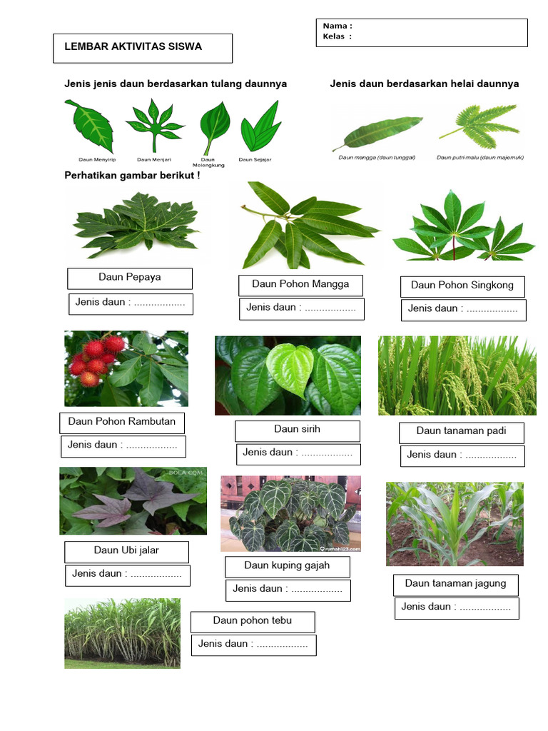 Lembar Aktivitas Siswa 1 Jenis Daun | PDF
