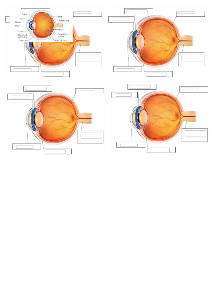 Partes Del Ojo | PDF