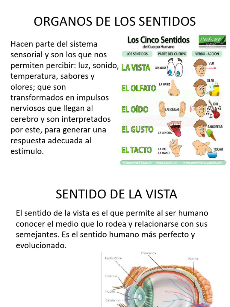 Funciones del Oído y Órganos Sensoriales | PDF | Oído | Ojo humano