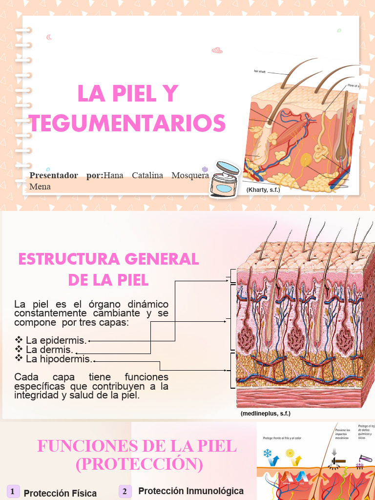 Exposición de PIEL y TEGUMENTARIOS | PDF | Piel | Epidermis