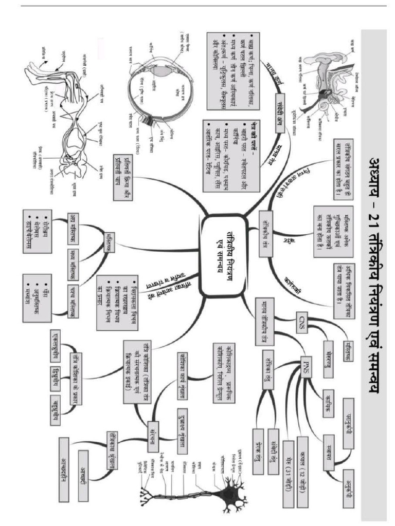 Class 11 Biology Mind Maps | PDF