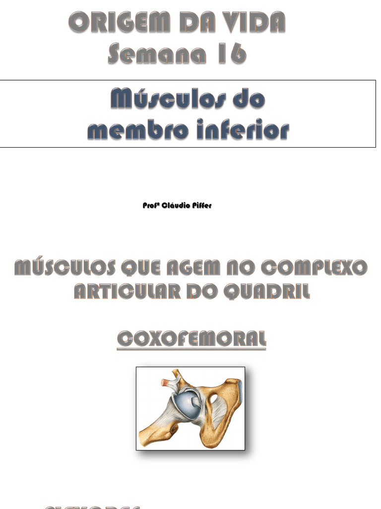 Ov - Semana 16 - Músculos Do Membro Inferior-1 | PDF | Quadril | Joelho