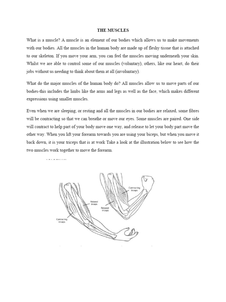 The Human Muscles | PDF | Muscle | Human Leg