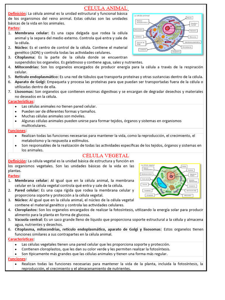 CÉLULA ANIMAL-info | PDF | Biología Celular) | Plantas