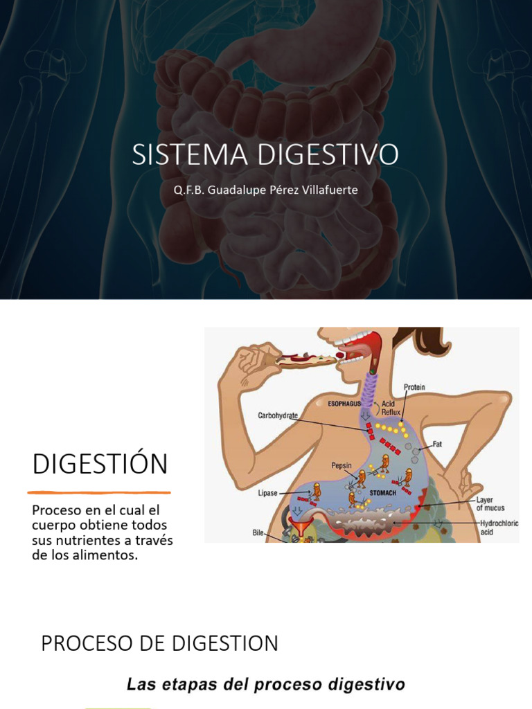 Proceso de Digestión Humana Detallado | PDF | Sistema digestivo humano ...
