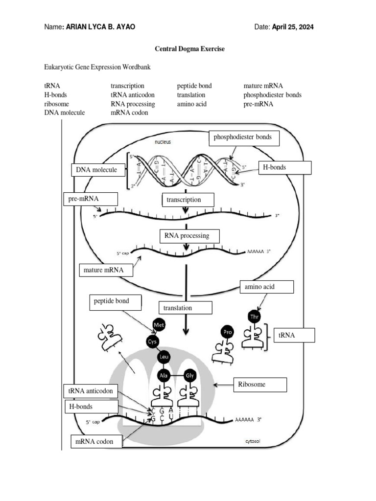 Central Dogma Activity | Download Free PDF | Rna | Translation (Biology)