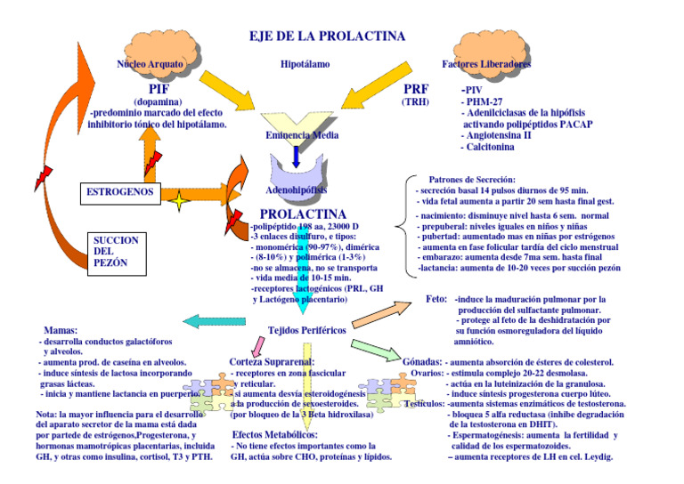 Eje La Prolactina | PDF | Sistema reproductivo | Anatomia animal