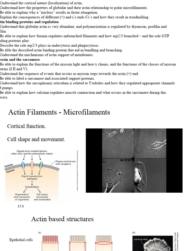 7 Actin Bascis Regulation and Muscle | PDF | Actin | Muscle Contraction