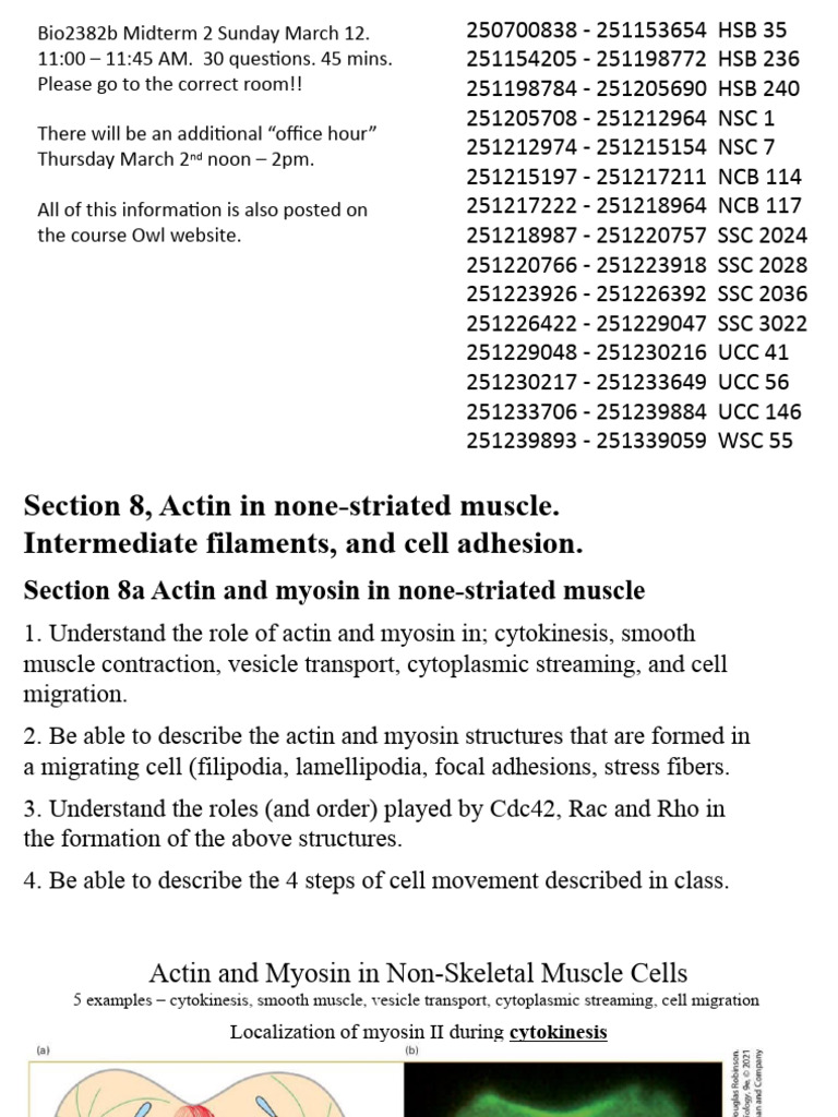 8 Non-Muscle Actin, IFs, Adhesion-2 | PDF | Cell Adhesion ...