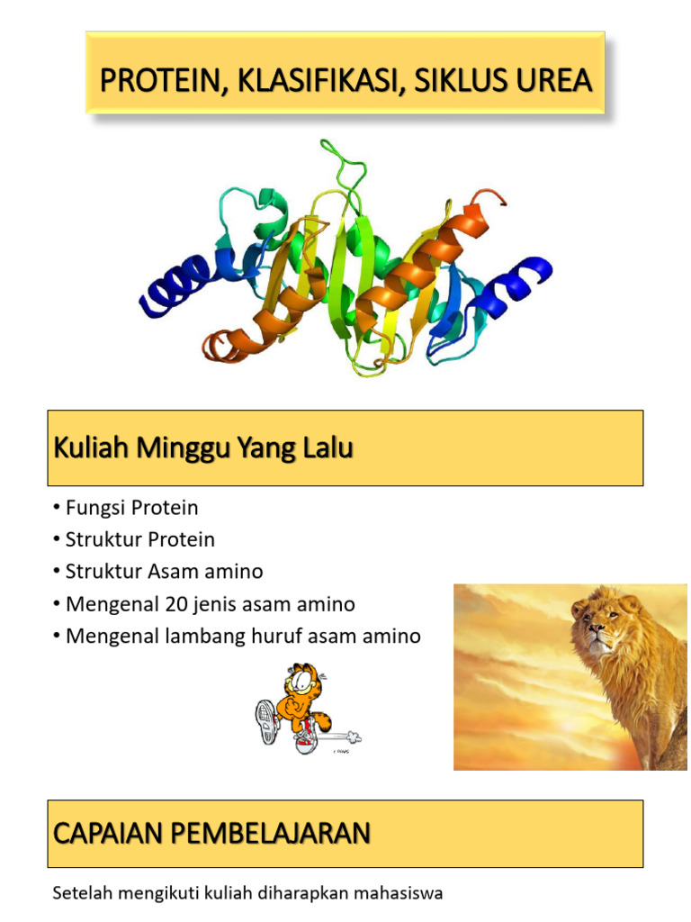 3 - Protein, Klasifikasi, Siklus Urea | PDF