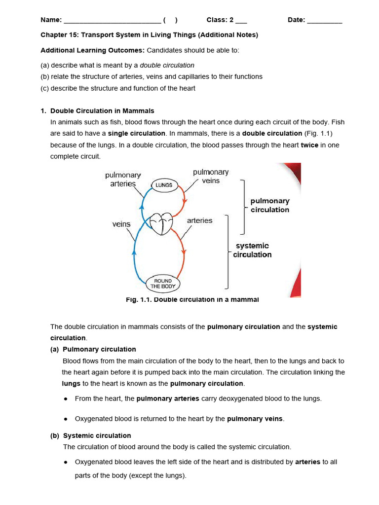 Sec 2 Science Chapter 15 Additional Notes | PDF | Atrium (Heart) | Artery
