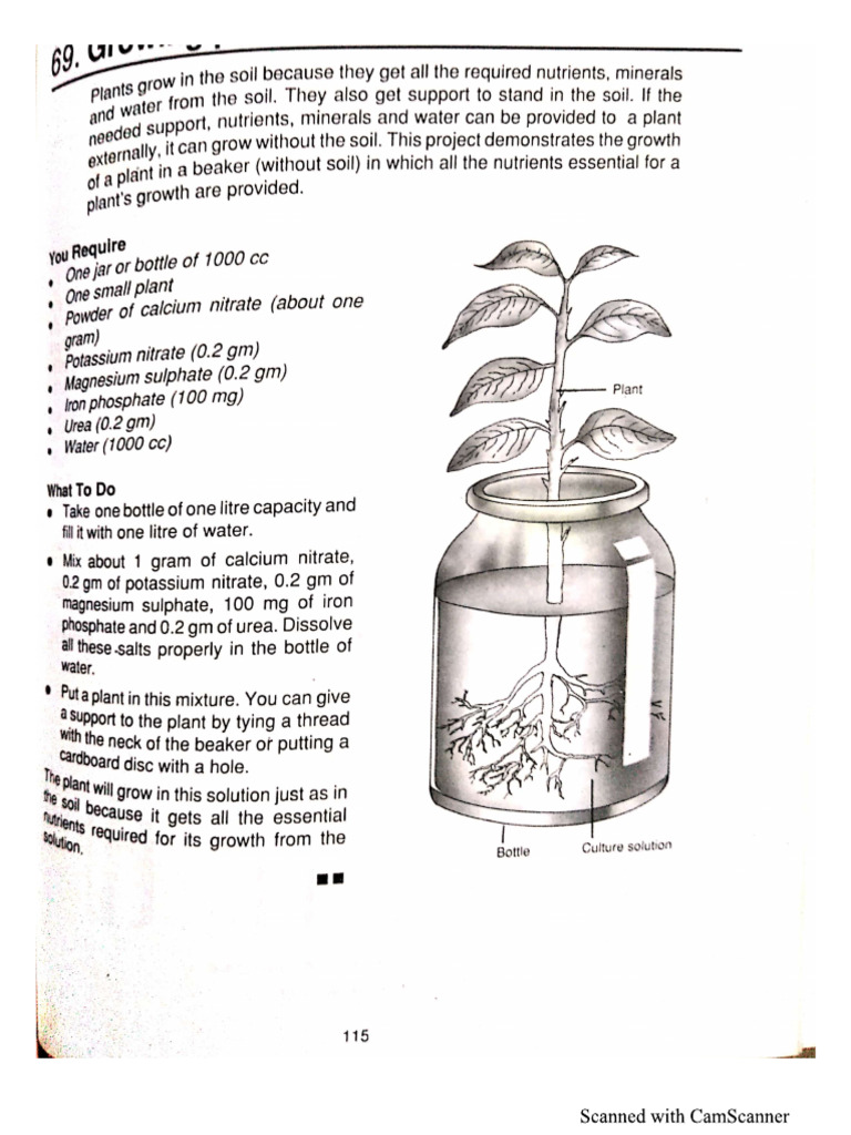 Plant Without Soil PDF | PDF