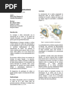 Signo del Perrito Escocés en Radiología | PDF | Vértebra | Medicina