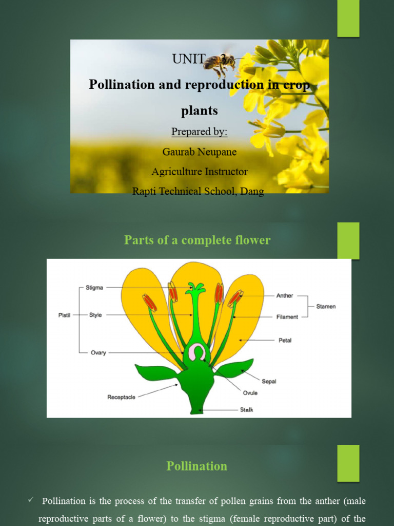 Pollination and Reproduction in Crop Plants | PDF | Pollination | Flowers